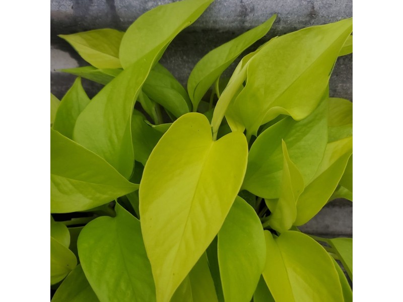 Epipremnum aureum (Neon Pothos)