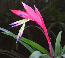 KRALJIČINE SUZE (Bilbergia nutans) biljka