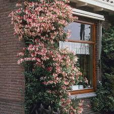 lonicera rozi cvet /10 reznice