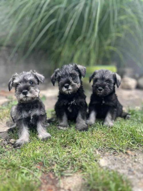 Patuljasti Šnaucer Miniature Schnauzer