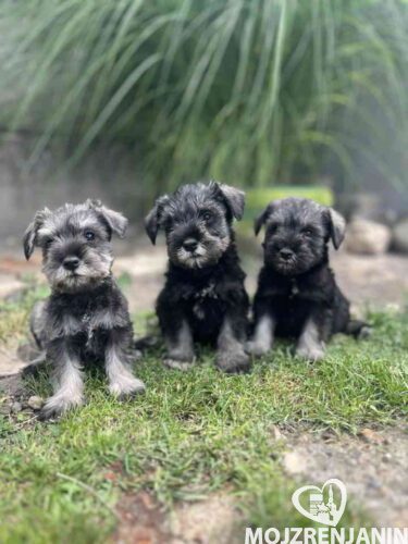 Patuljasti Šnaucer Miniature Schnauzer