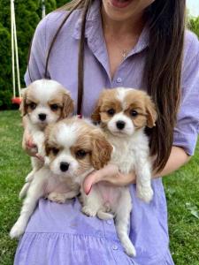 CAVALIER KING CHARLES SPANIEL ŠTENCI