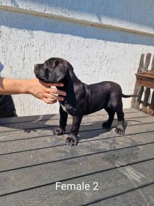 Cane Corso prelepi štenci