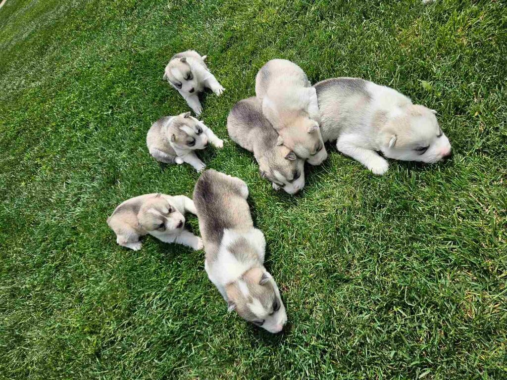Na prodaju cistokrvni štenci Sibirskog haskija. Štenci se mogu