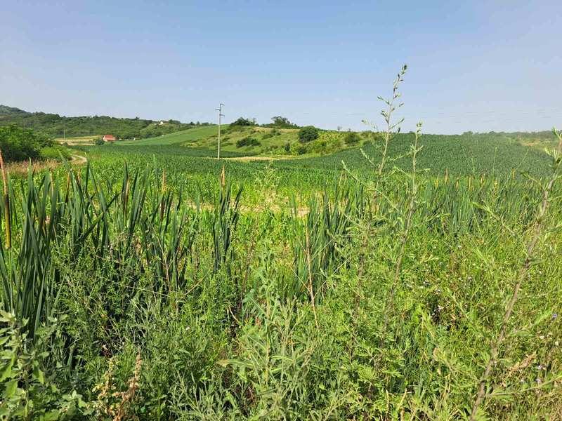 Između Petrovaradina i Bukovca, Petrovaradin, Bukovački do