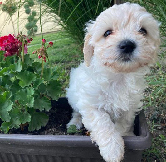 Maltipoo štenci