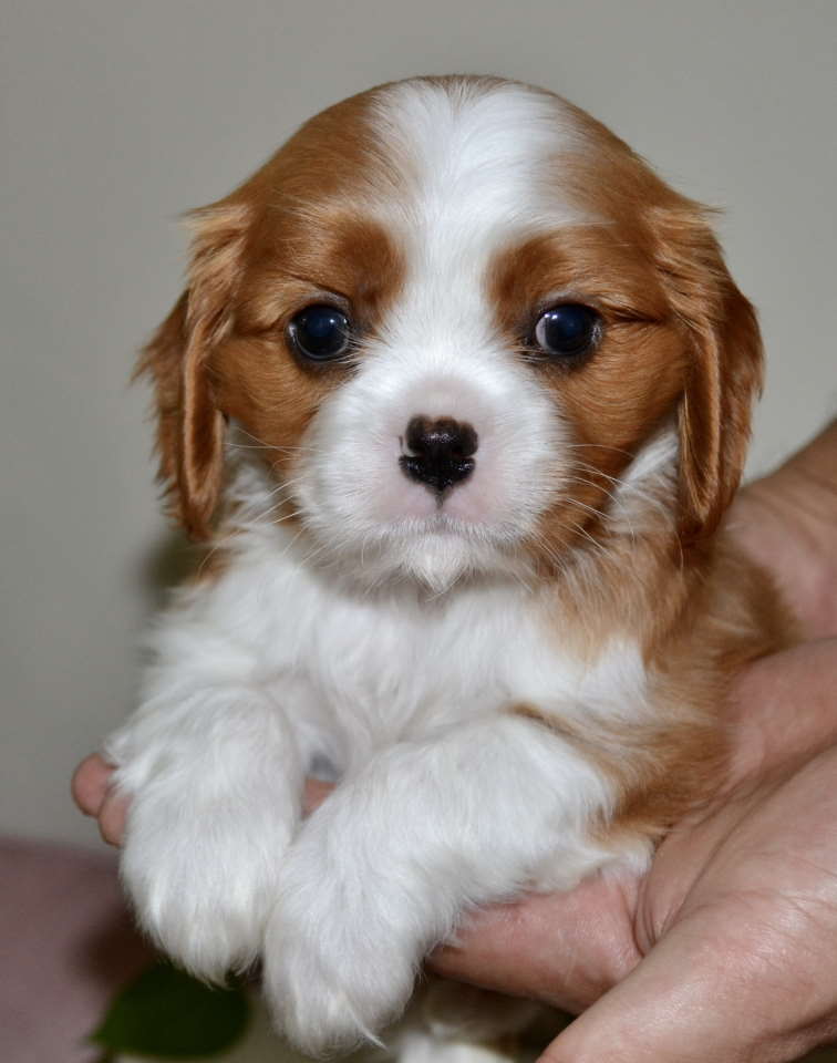 CAVALIER KING CHARLES spaniel štenci