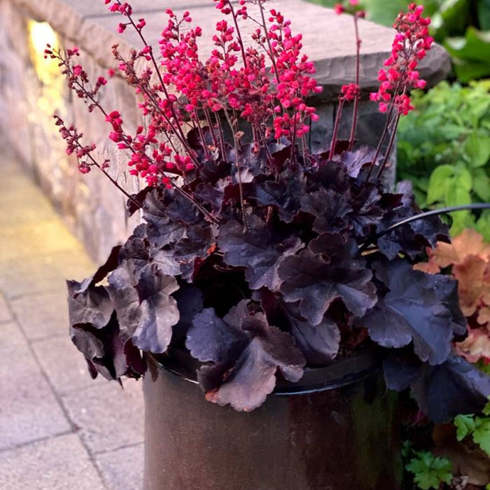 Heuchera Black Forest Cake -Hojhera, Koralni Zvončići