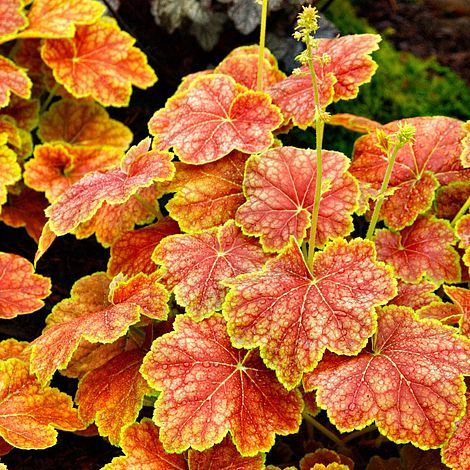 Heuchera Delta Dawn - Heuhera