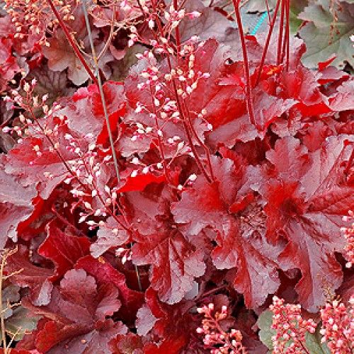 Heuchera Forever Red - Heuhera