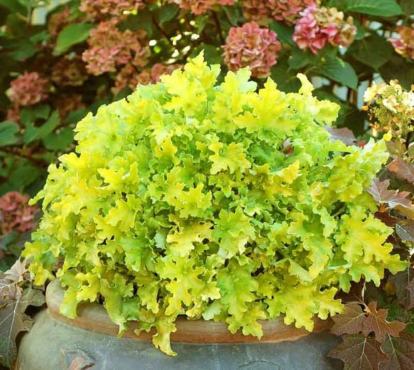 Heuchera Lime Marmelade - Hojhera,koralni zvončići