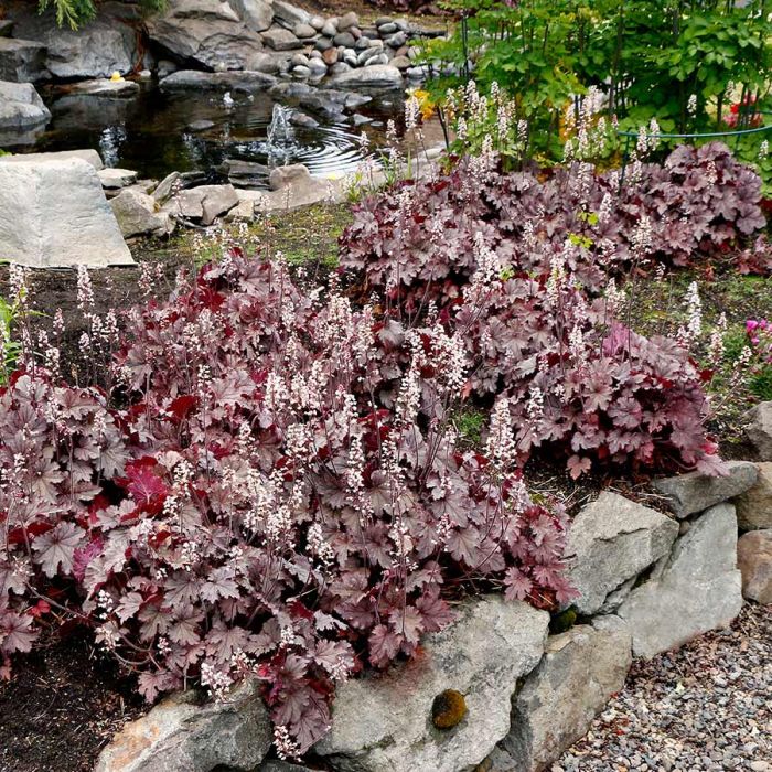 Heucherella Plum Cascade-Hojhera, koralni zvončići