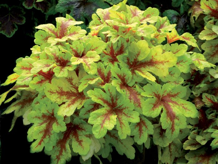 Heucherella X Hybrida Mojito - Hojhera,koralni zvončići