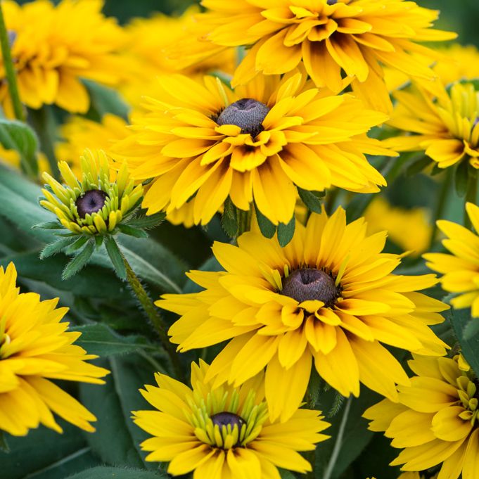 Rudbeckia Flamenco Yellow - Rudbekia