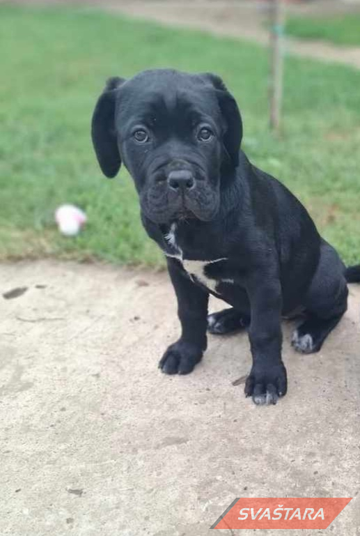 Cane corso