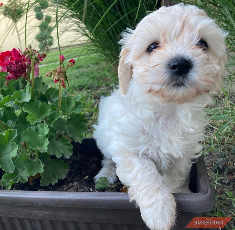 Maltipoo štenci