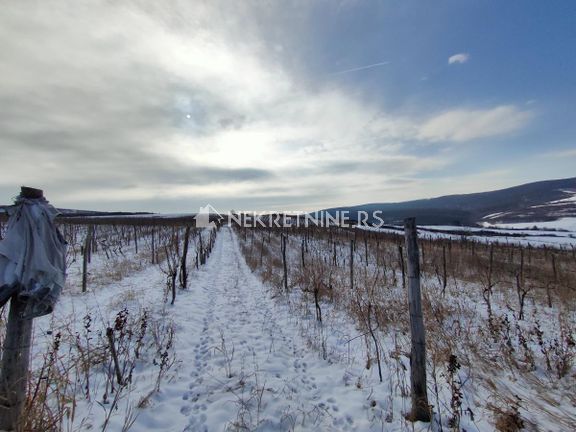 Vinograd 30000m (3ha) Fruška gora Sviloš TOP lokacija