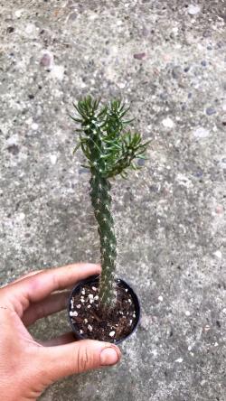 Cylindroopuntia imbricata