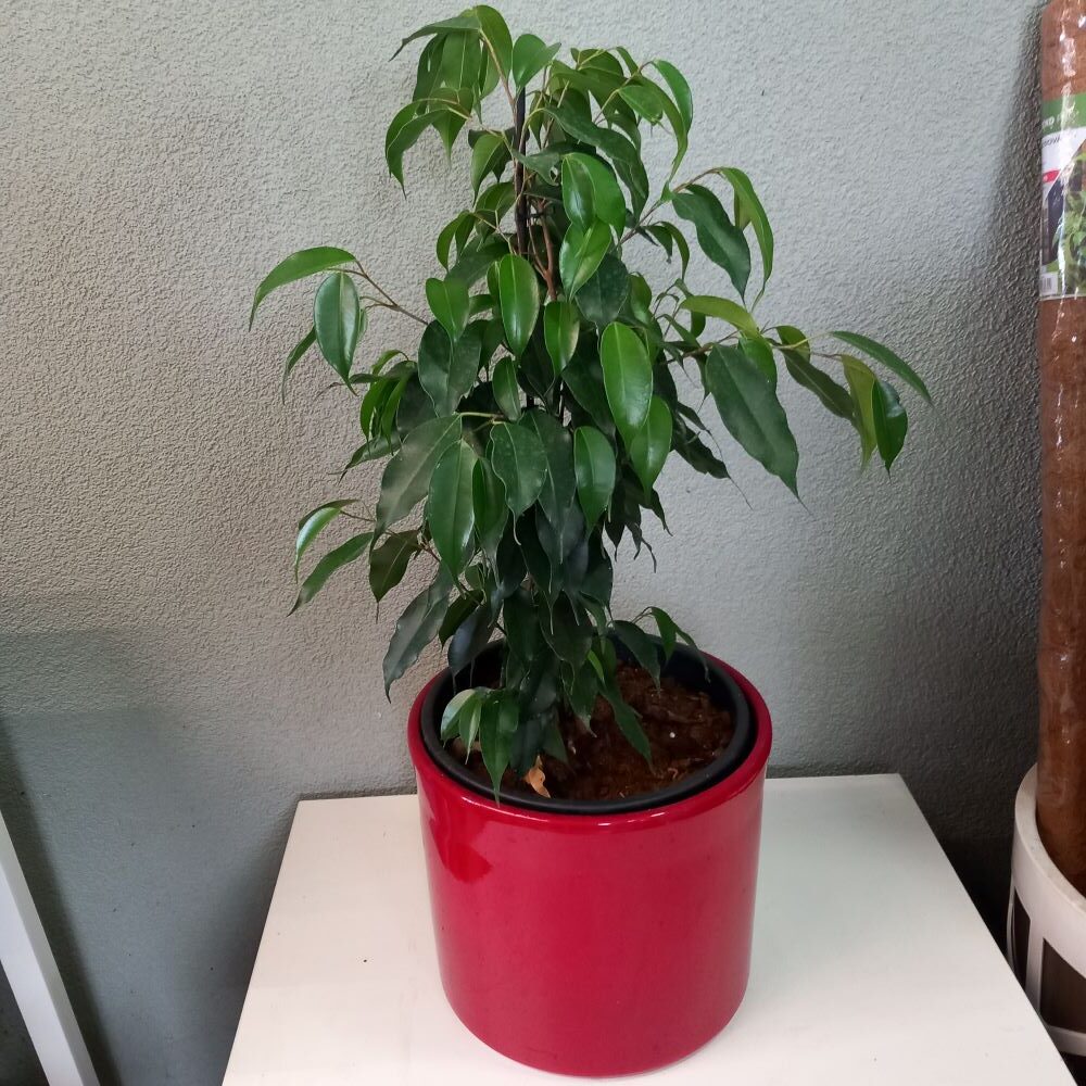 Ficus benj. Danielle King 70 cm