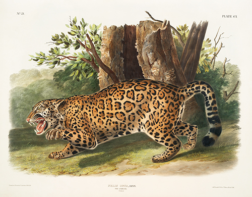 Jaguar (Felis onca) - Viviparous quadrupeds of North America (1845)