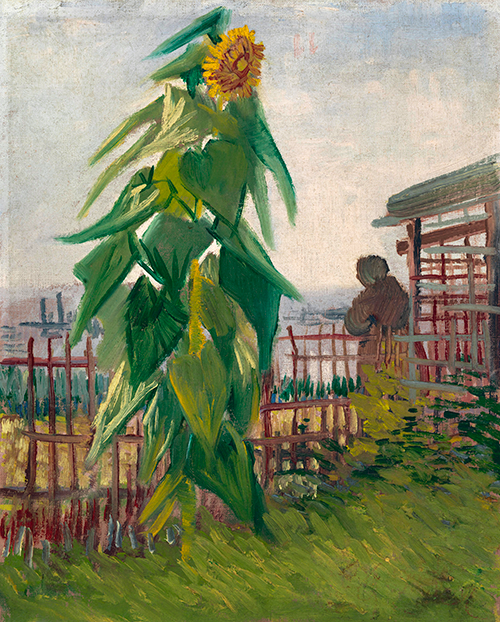 Allotment with Sunflower (1887)