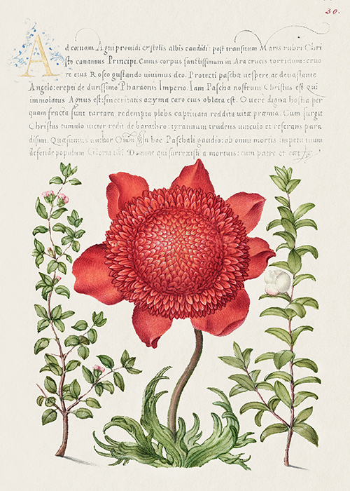 Basil Thyme, Poppy Anemone, and Myrtle (1561–1596)