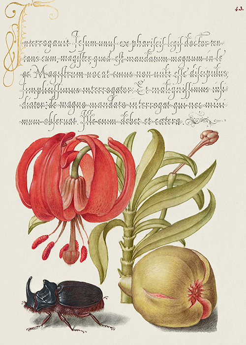 Scarlet Turk's Cap, Rhinoceros Beetle, and Pomegranate (1561–1596)