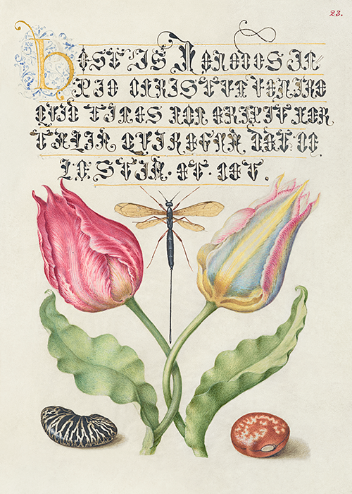 Gesner's Tulip, Ichneumon Fly, Kidney Bean, and Scarlet Runner Bean (1561–1596)