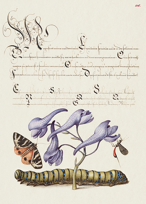 Scarlet Tiger Moth, Larkspur, Insect, and Caterpillar (1561–1596)