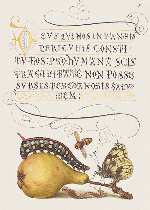 Fly, Caterpillar, Pear, and Centipede (1561–1596)