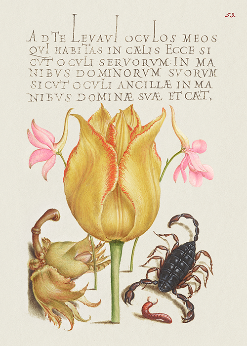 Rocket Larkspurs, Tulip, Scorpion, Millepede, and European Filbert (1561–1596)