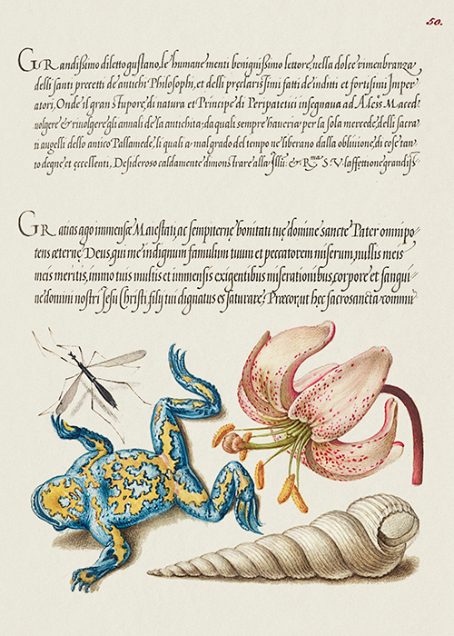 Water Gnat, Martagon Lily, Yellow–Bellied Toad, and European Screw Shell (1561–1596)