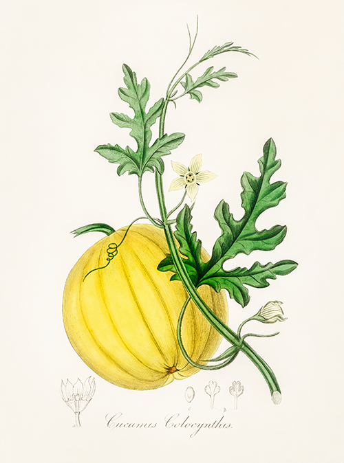 Bitter apple (Cucumis colocynthis) (1836)