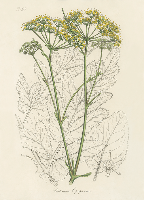 Opobalsam (Pastinaca opopanax) (1836)