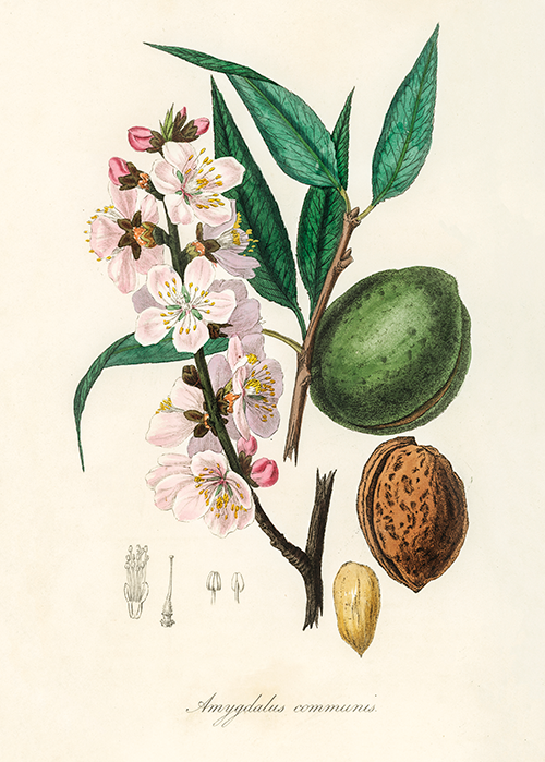 The almond (Amygdalus communis) (1836)