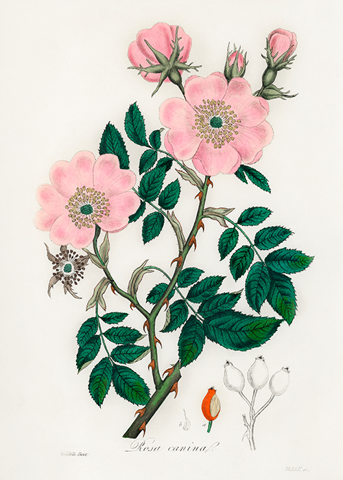 Dog rose (Rosa caninal) (1836)