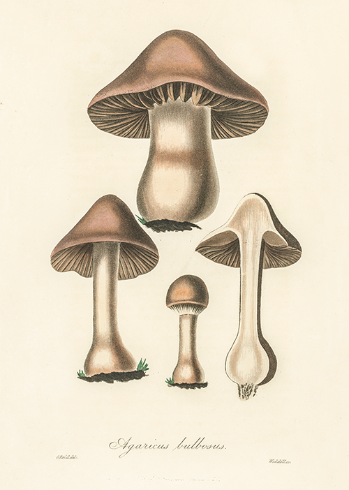 Agaricus bulbosus (1836)
