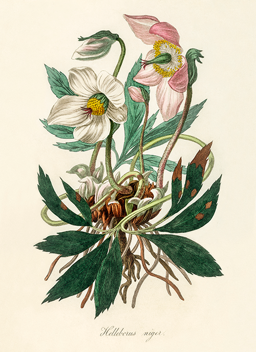 Christmas rose (Helleborus niger) (1836)