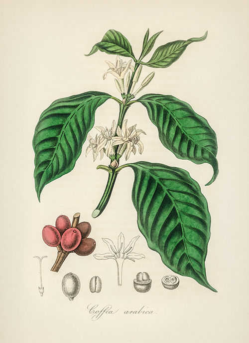 Coffea Аrabica (1836)
