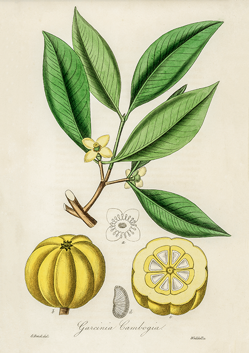 Garcinia Cambogia (1836)