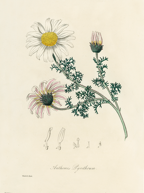 Mount Atlas daisy (Anthemis pyrethrum) (1836)