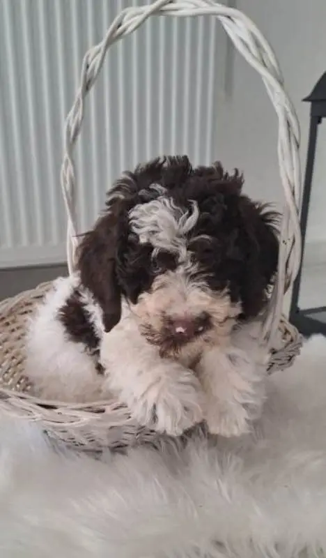 Lagotto Romagnolo štenci