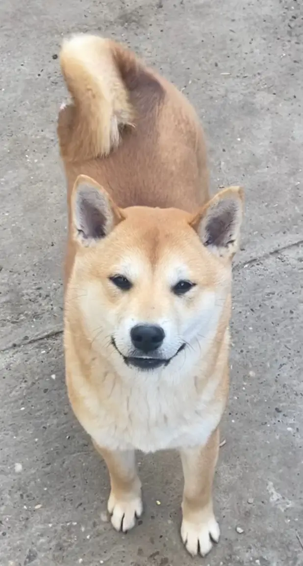 Shiba inu stenci