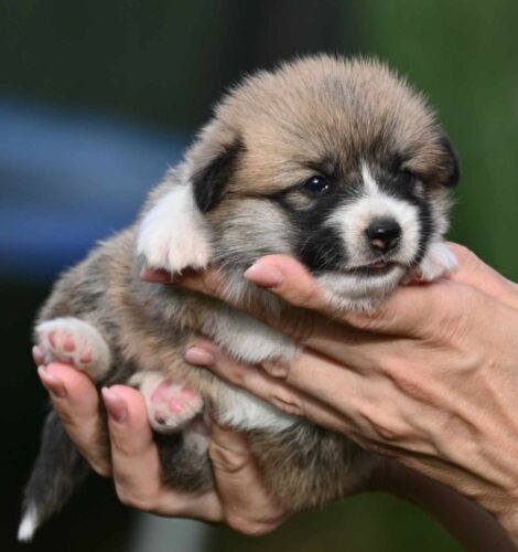 Velski korgi/Welsh Corgi Pembroke