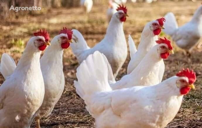 Farma ћe prodavati leghorn kokoshy