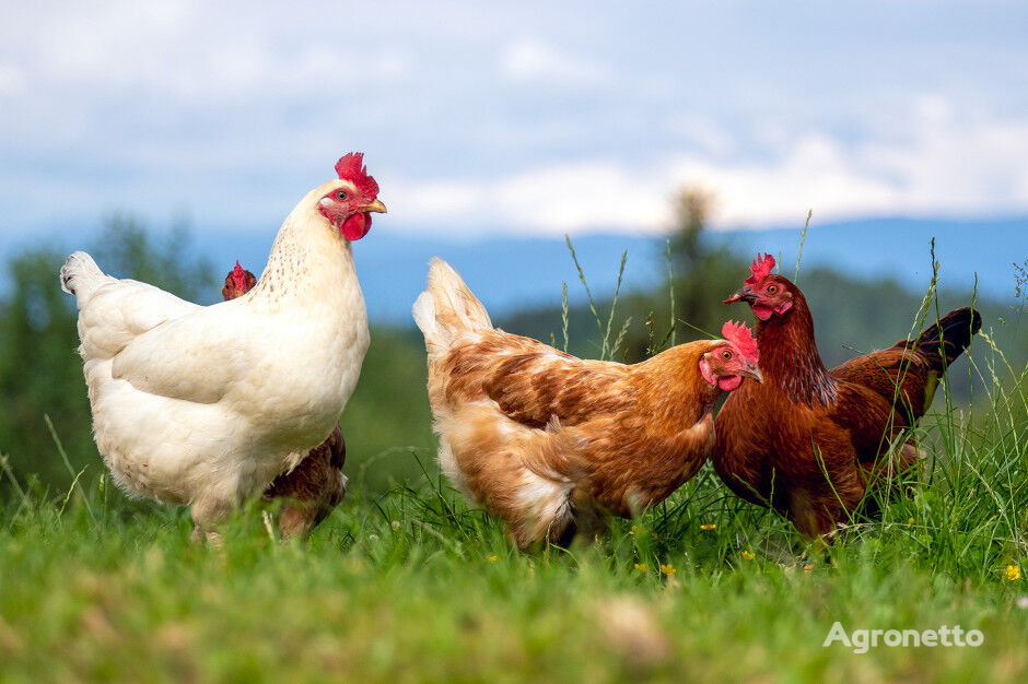 Farma ћe prodavati kokoshke - besplatna dostava