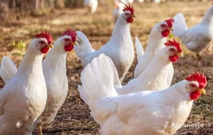 Farma ћe prodavati leghorn piliћe