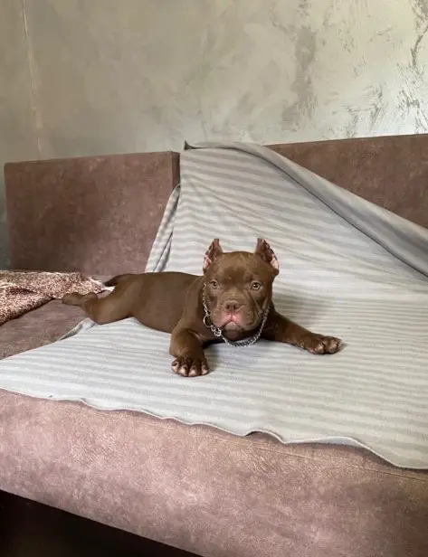 American Bully Exotic Micro puppies, Američki bull