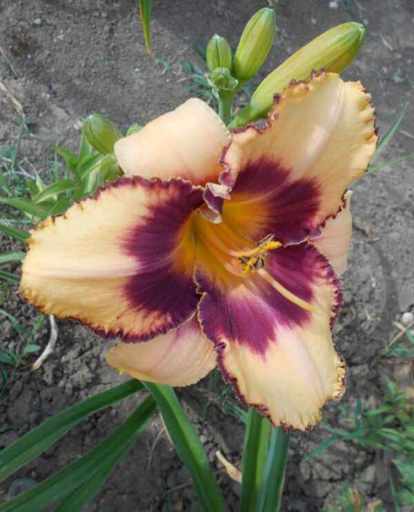 Hemerocallis Sabine Baur