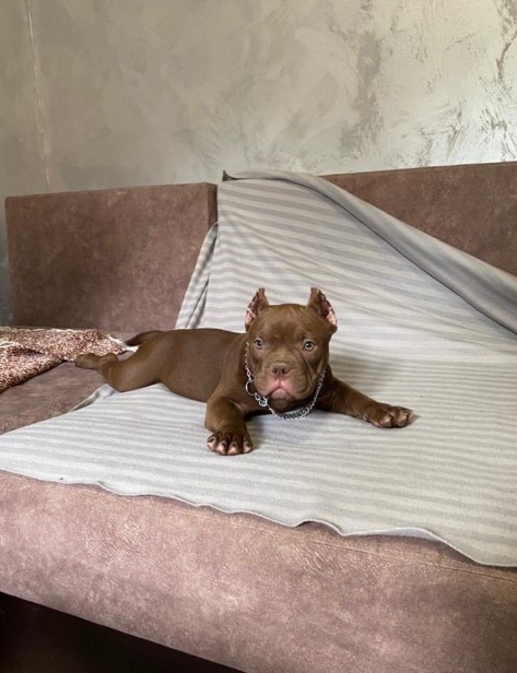 American Bully Exotic Micro puppies, Američki bully exotic micro štenci